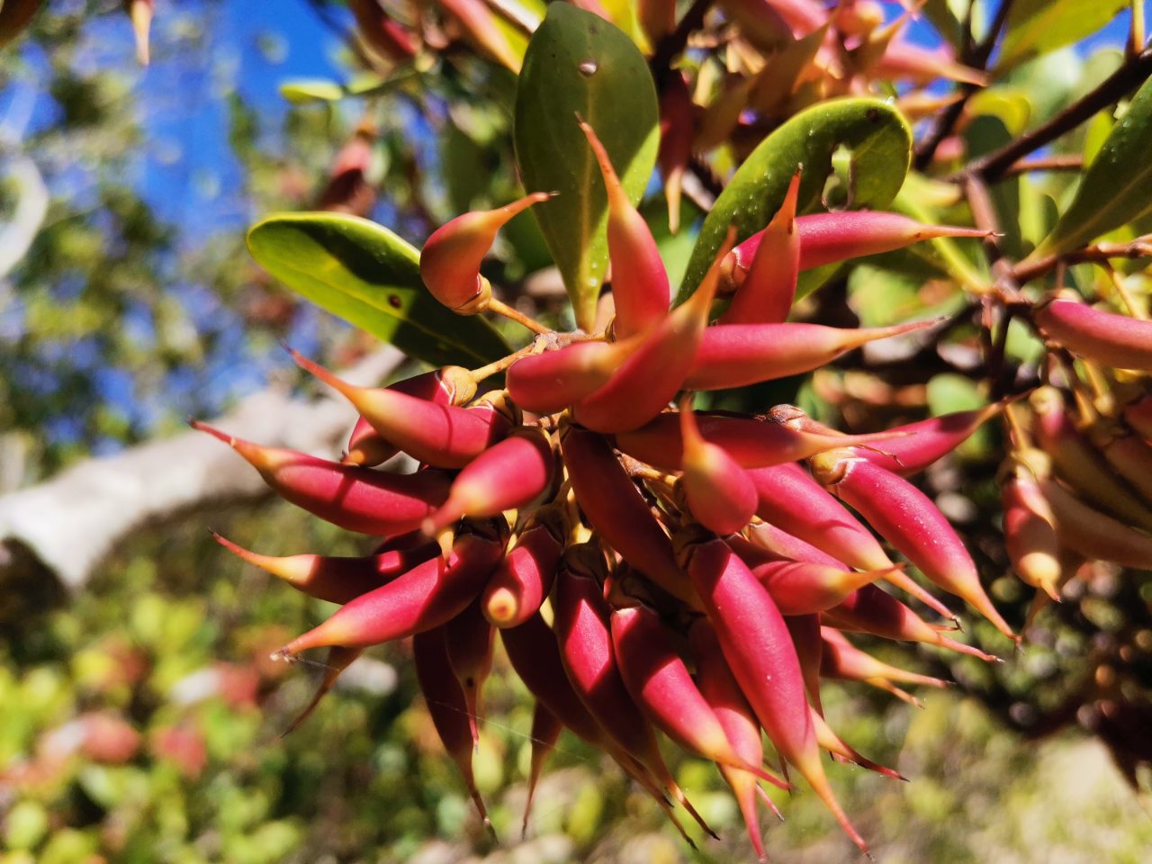 Mangroven Park - mit easy2-MOB spenden | Weatherdock